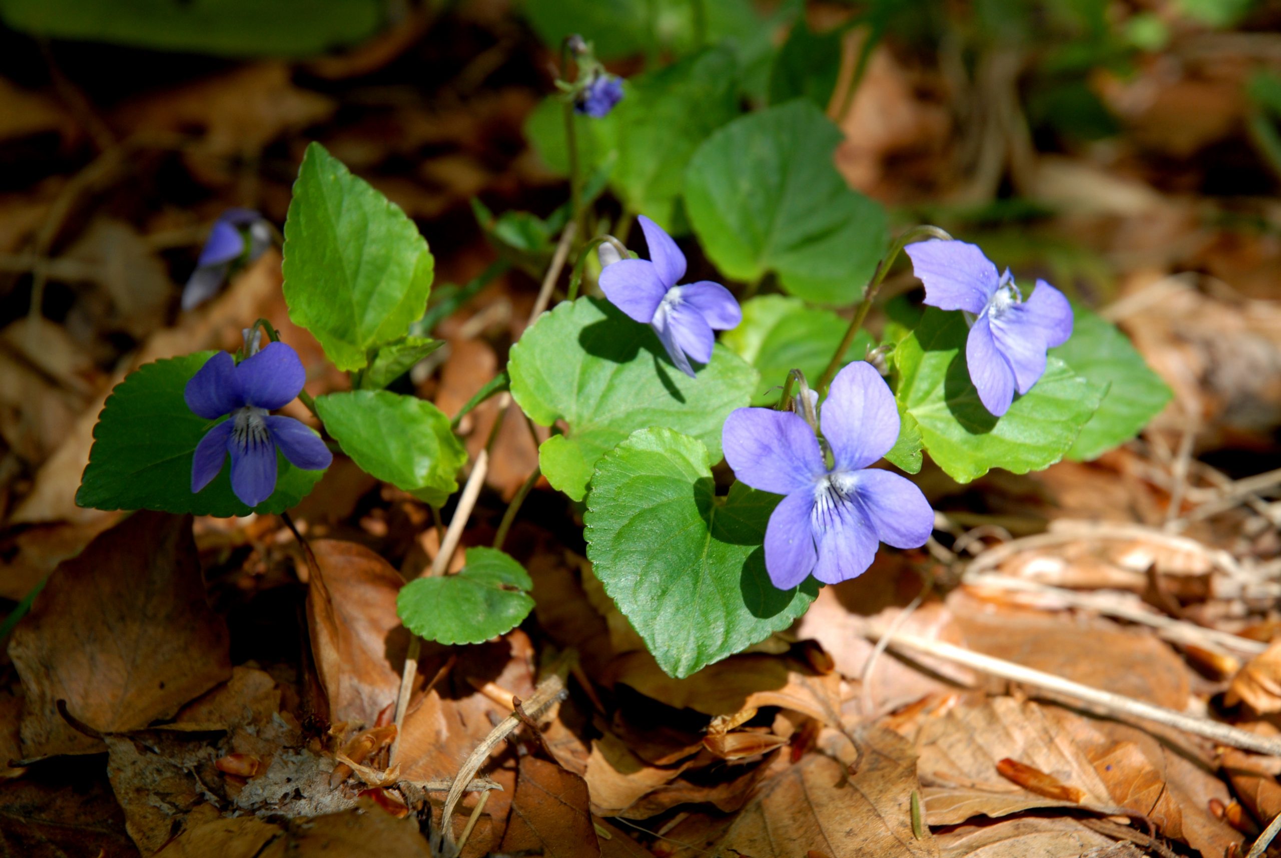 Modré jarné kvety - Časopis Quark
