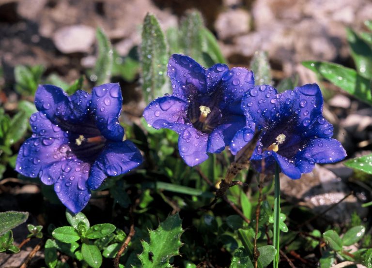 Modré jarné kvety - Časopis Quark