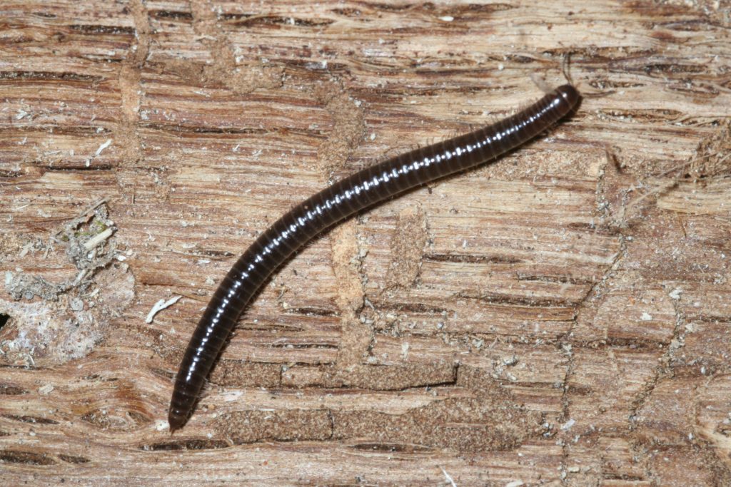 24-25 foto 3 Mnohonožka malá-Leptoiulus nanum-samička - Časopis Quark