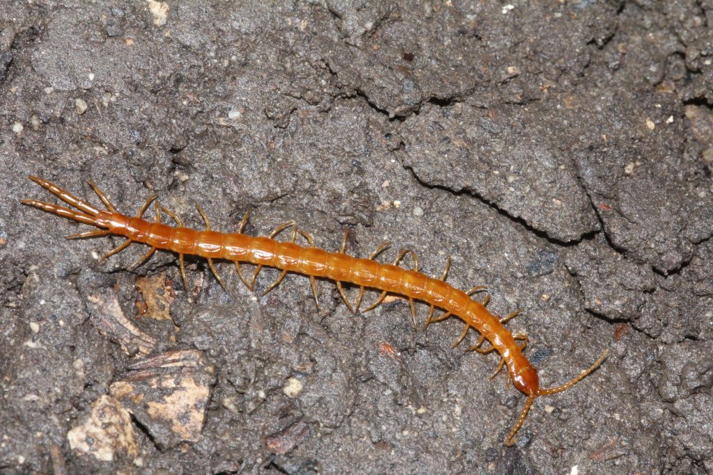 24-25 foto 8 Hryzavička útočná-Cryptops anomalans 03 - Časopis Quark