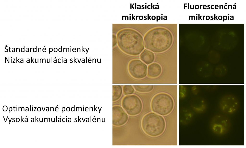Čo je skvalén? - Časopis Quark