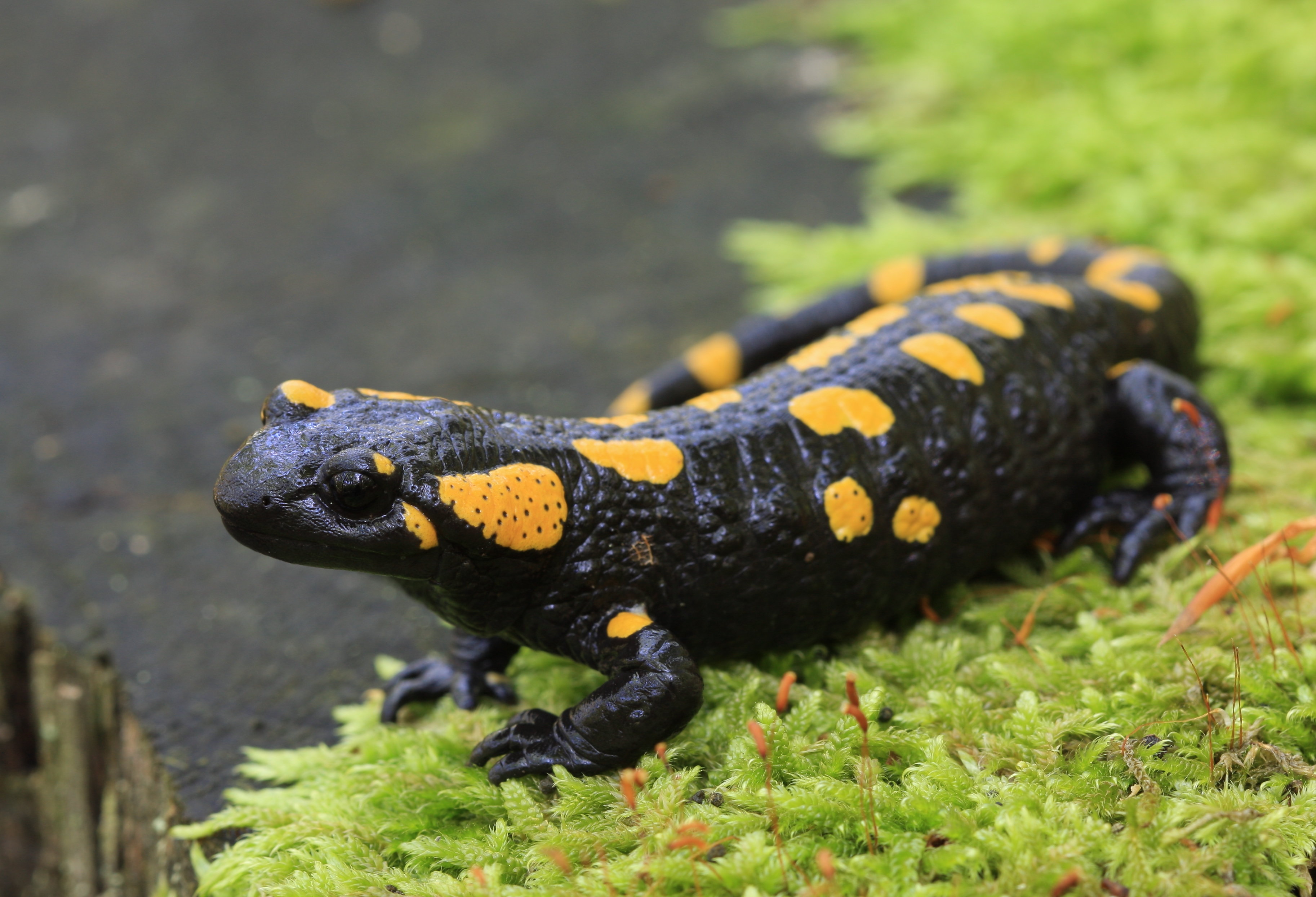 26-27-5-salamandra-skvrnita - Časopis Quark