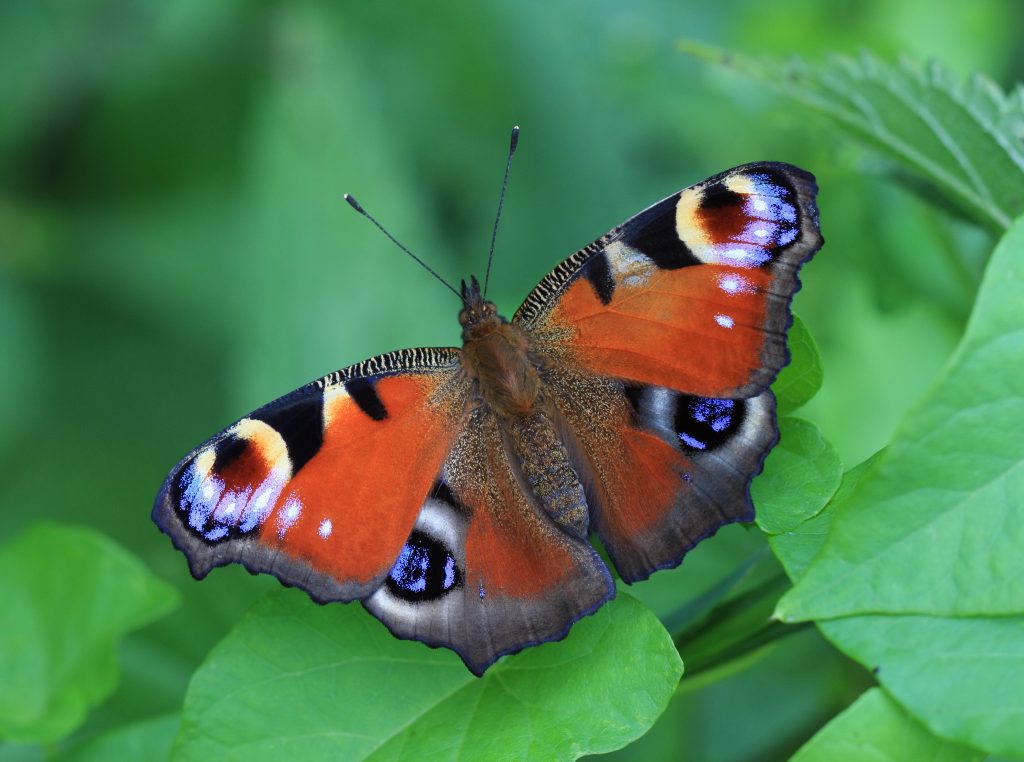 26-27 9. Babôčka pávooká - Časopis Quark