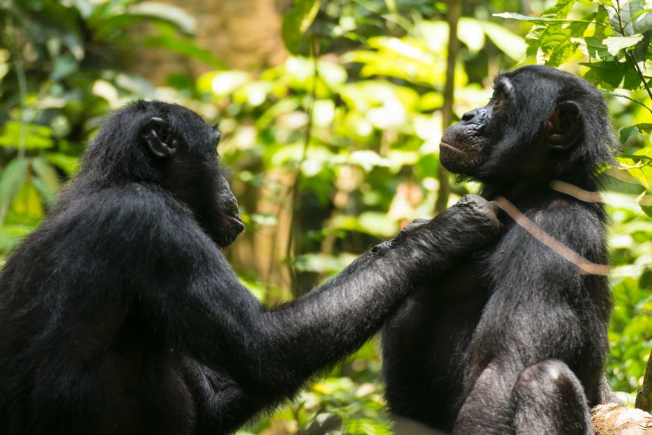 Krátke ruky starnúcich šimpanzov - Časopis Quark