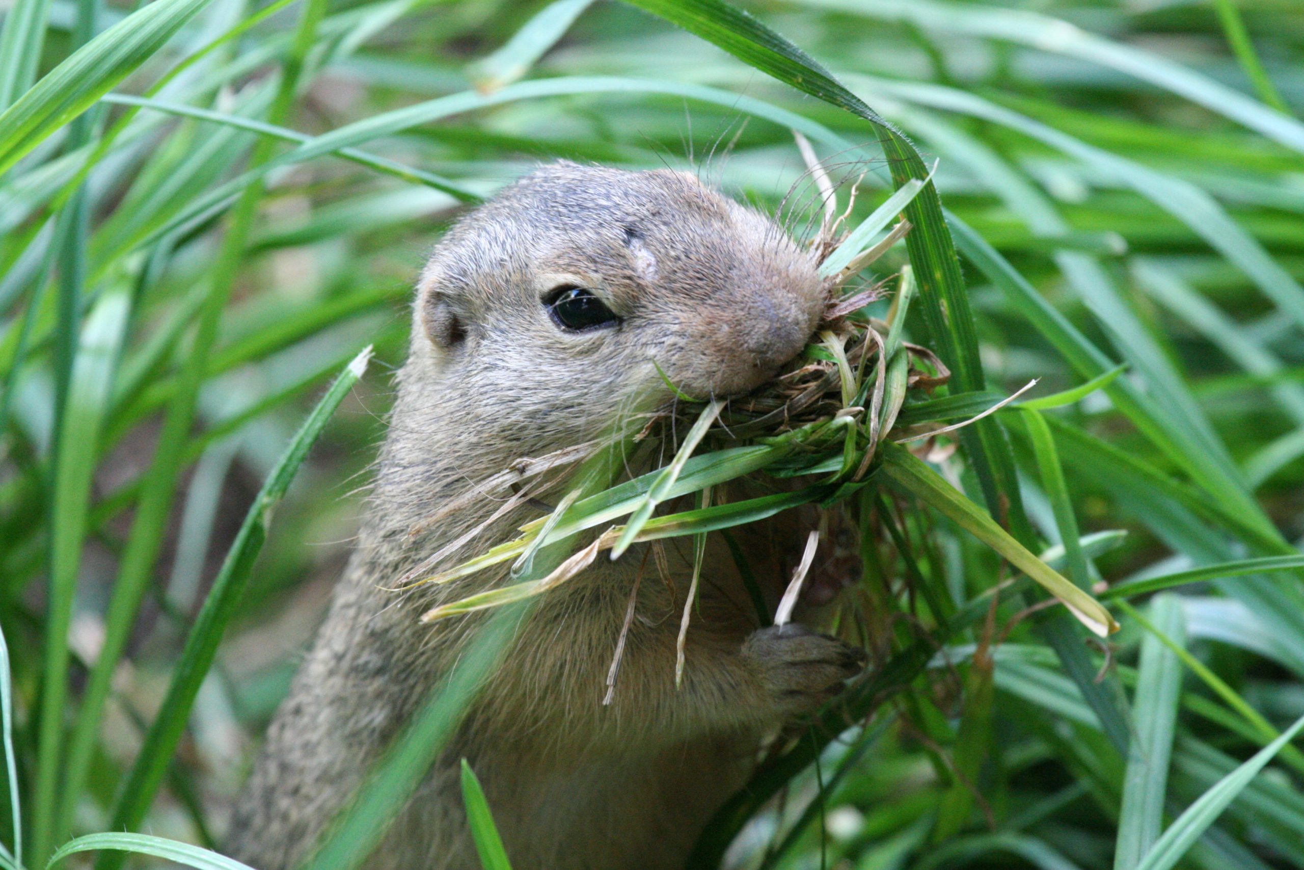 26 sysel 1 - Časopis Quark