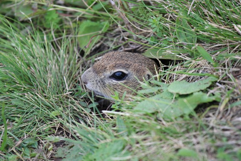 26 sysel 2 - Časopis Quark