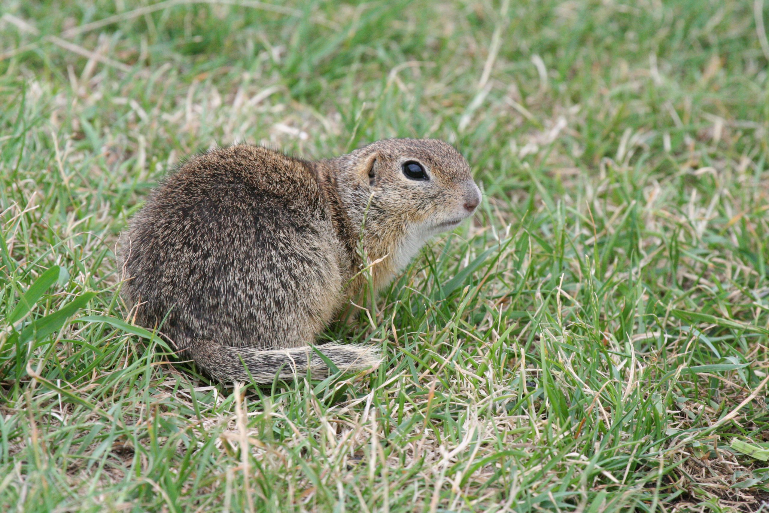 26 sysel 4 - Časopis Quark
