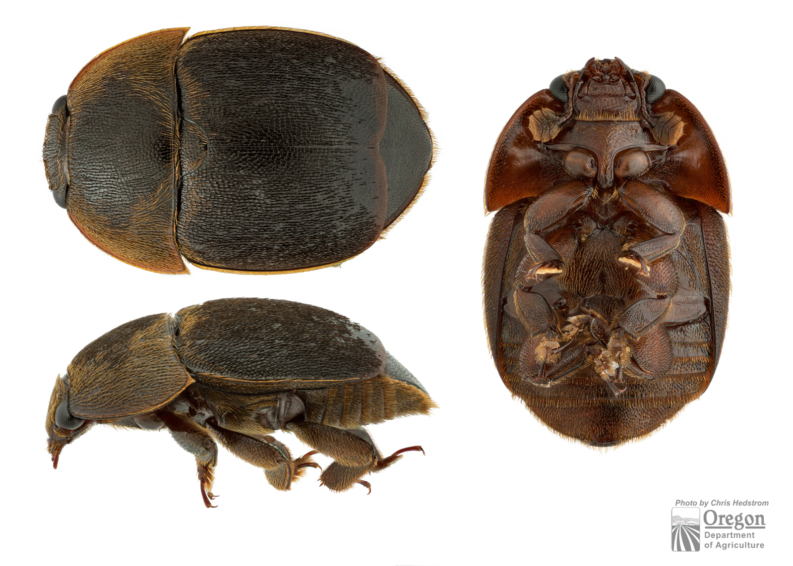 Maly ulovy chrobak - Časopis Quark