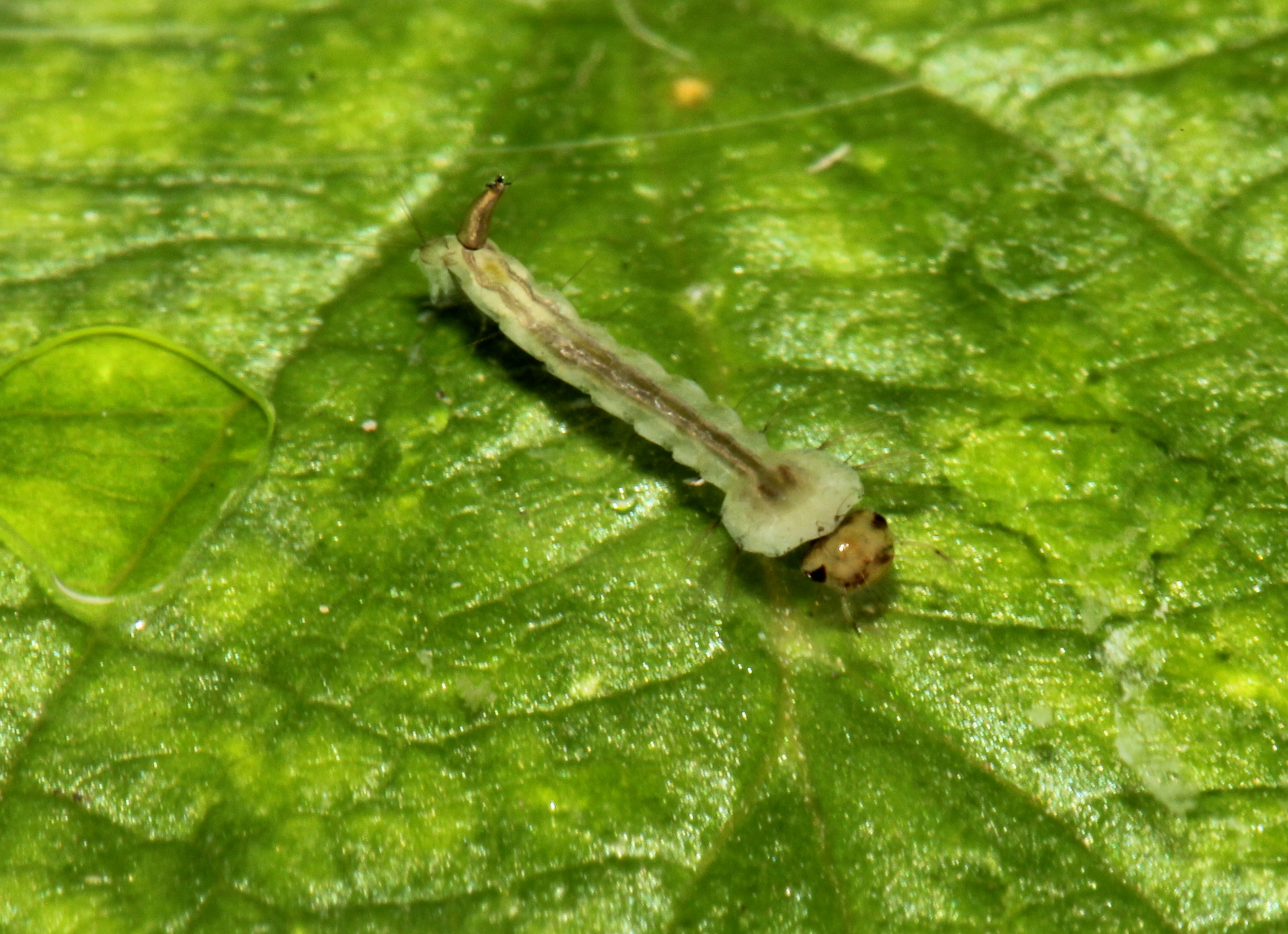 Komár útočný-larva 00 - Časopis Quark