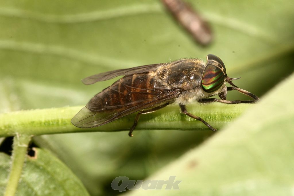 Ovad pestrý-Tabanus glaucopis 077b - Časopis Quark