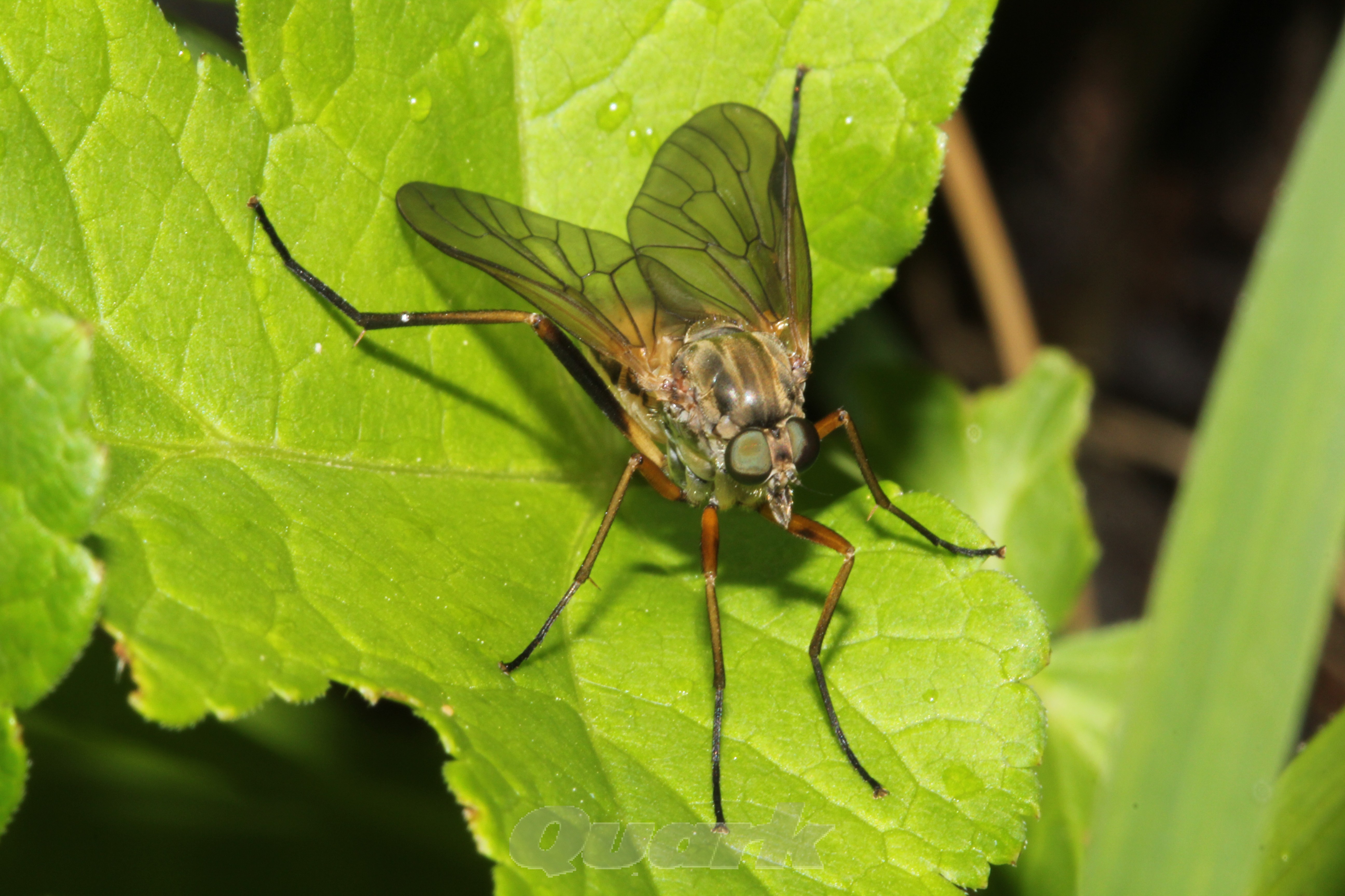 Strehúň srpicovitý-Rhagio scolopaceus-samec 00 - Časopis Quark