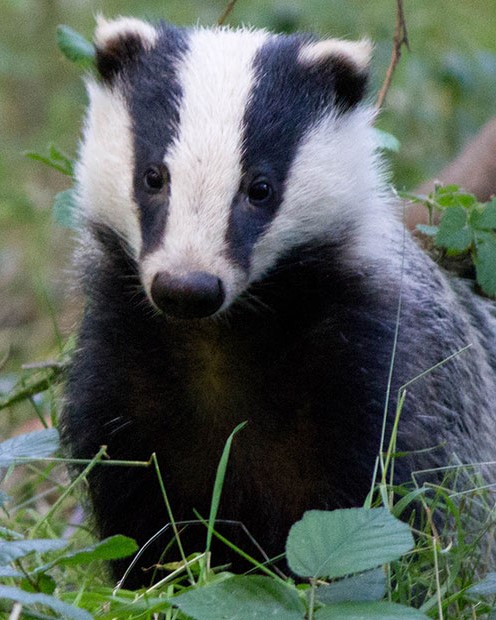 Jazvec lesný - Časopis Quark
