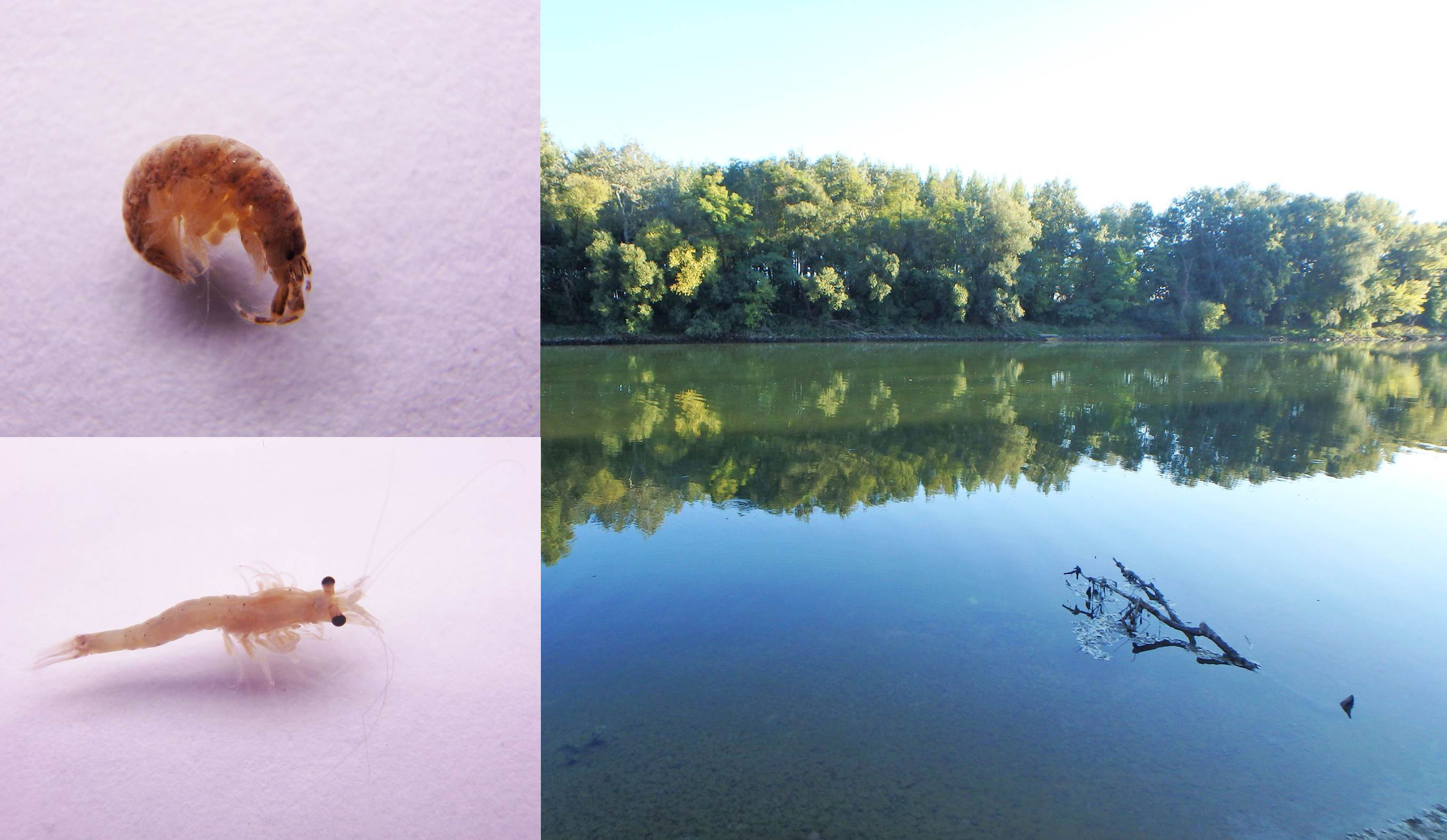 Bentické kôrovce - Časopis Quark