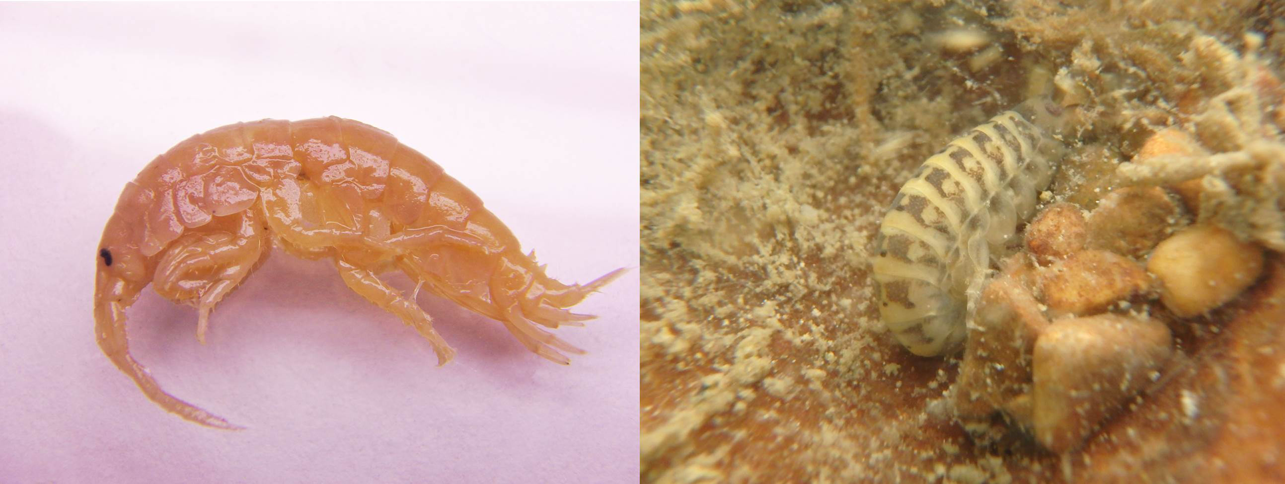 Bentické kôrovce - Časopis Quark