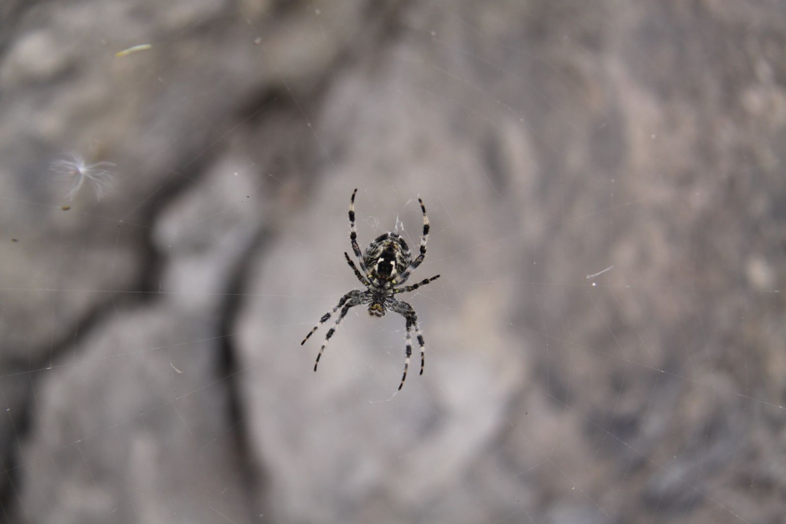 Čo robí pavúka pavúkom - Časopis Quark