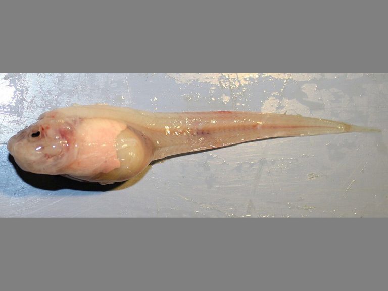 Pseudoliparis swirei - Mackenzie Gerringer, University Of Washington ...