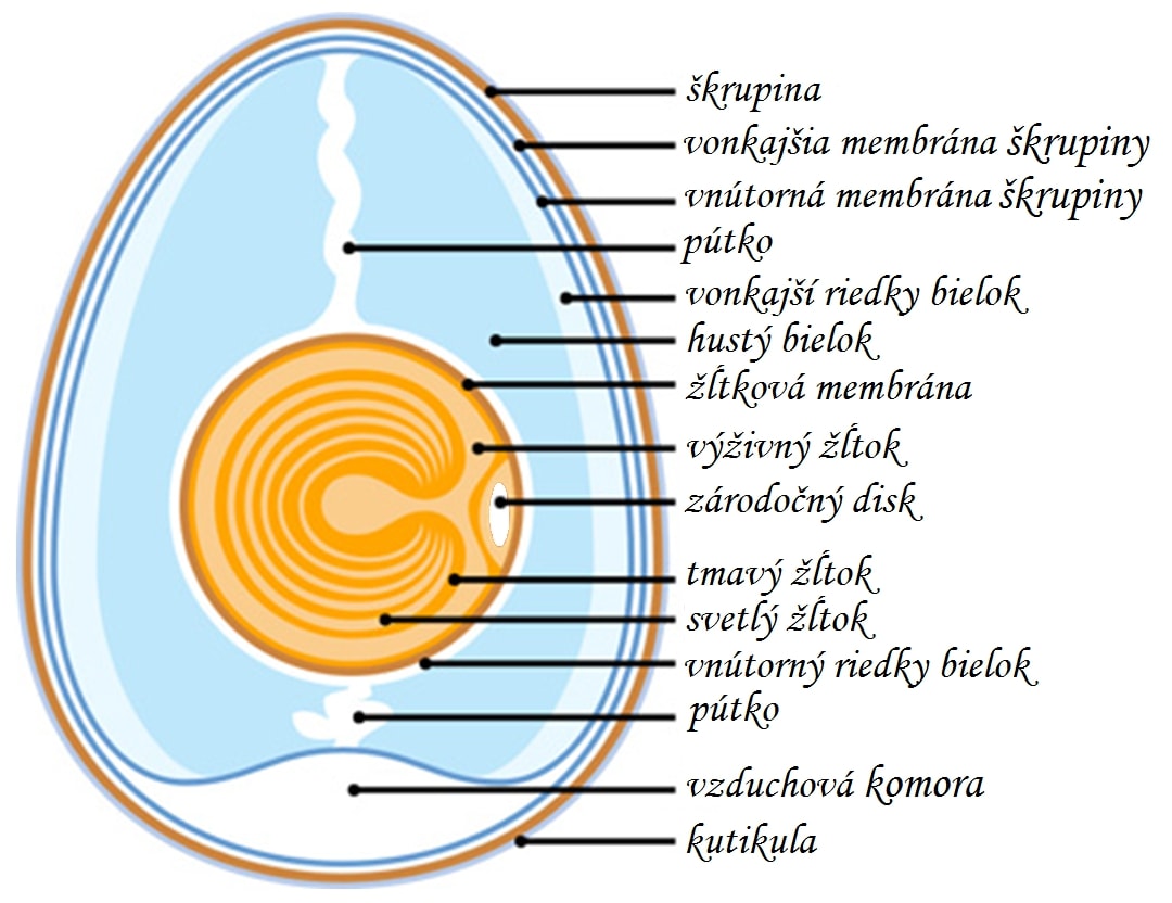 struktura vajička - Časopis Quark