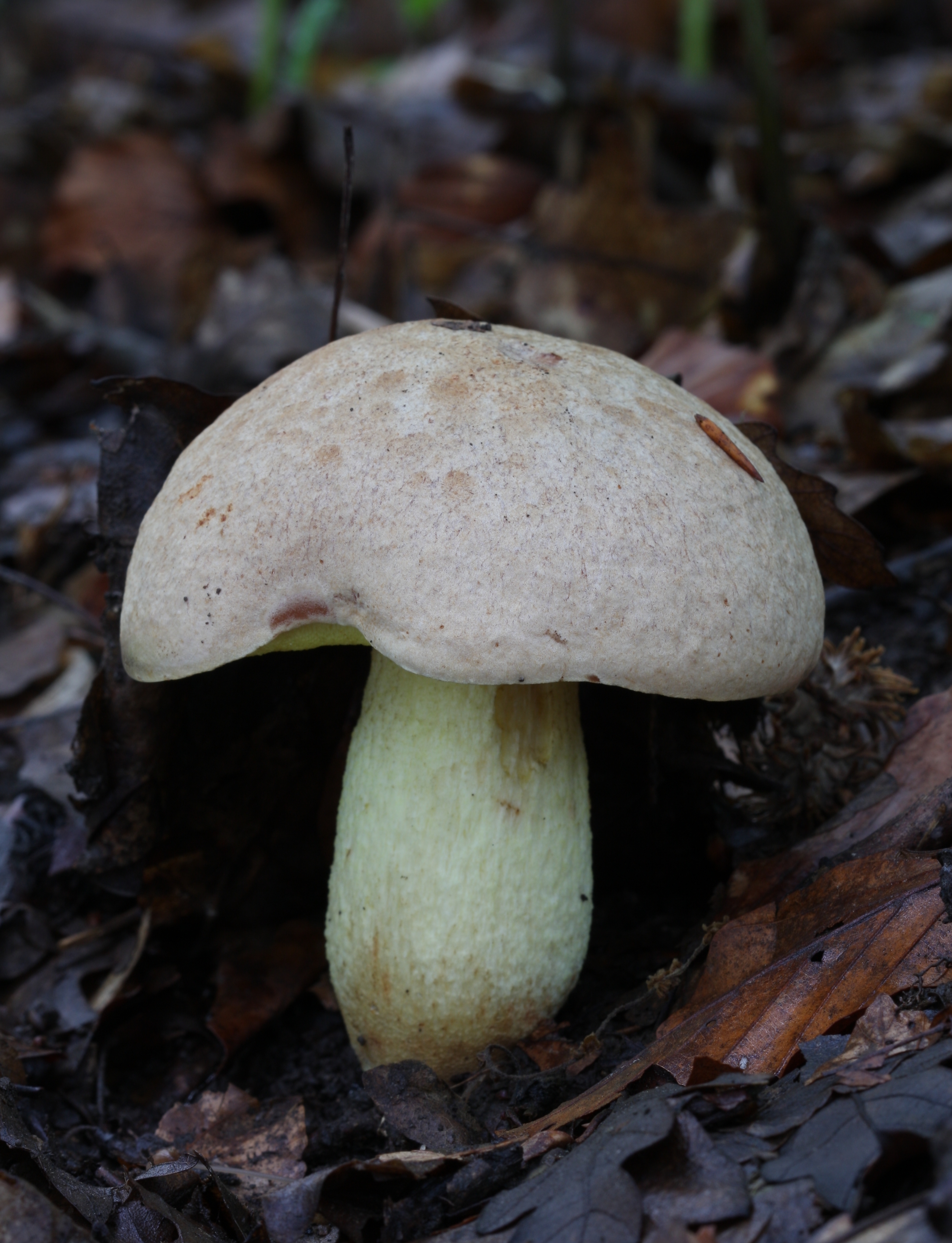 14. Hríb plavý - Časopis Quark