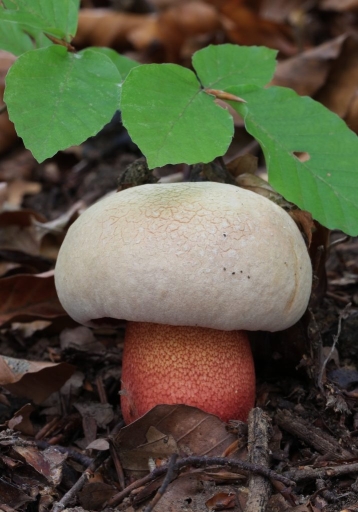 Huby pod zákonom - Časopis Quark