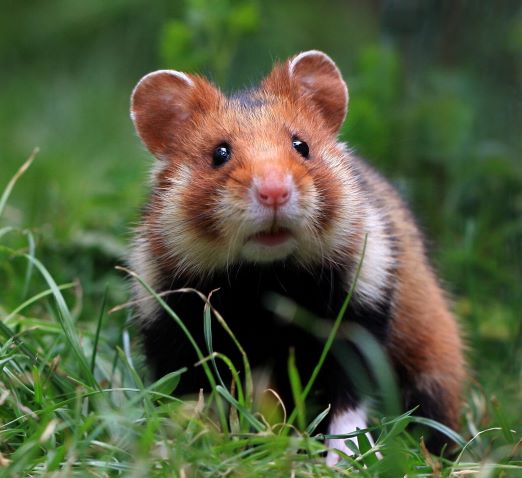 7. Škrečok poľný - Časopis Quark