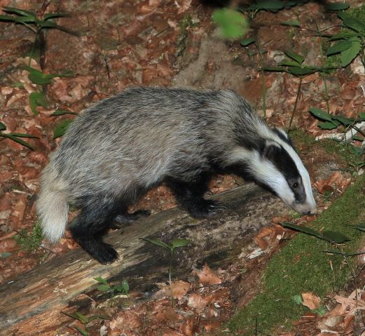 8. Jazvec lesný - Časopis Quark