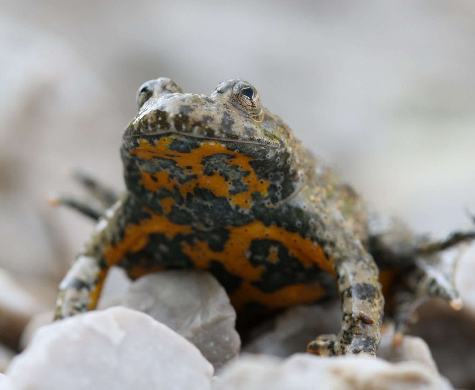 5. Kunka žltobruchá - Časopis Quark