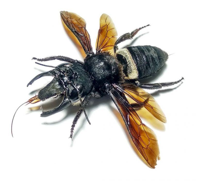 vcela - Časopis Quark