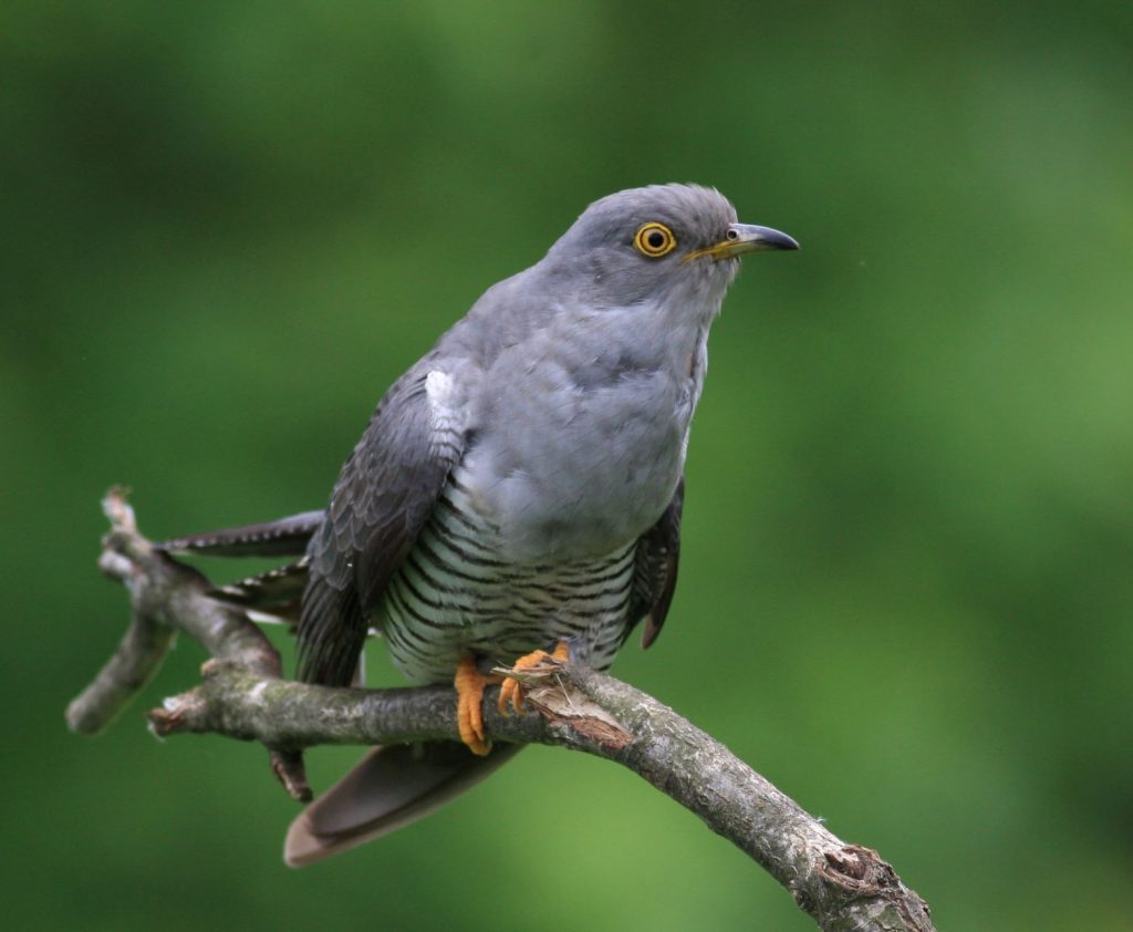 Kým kukučka zakuká - Časopis Quark