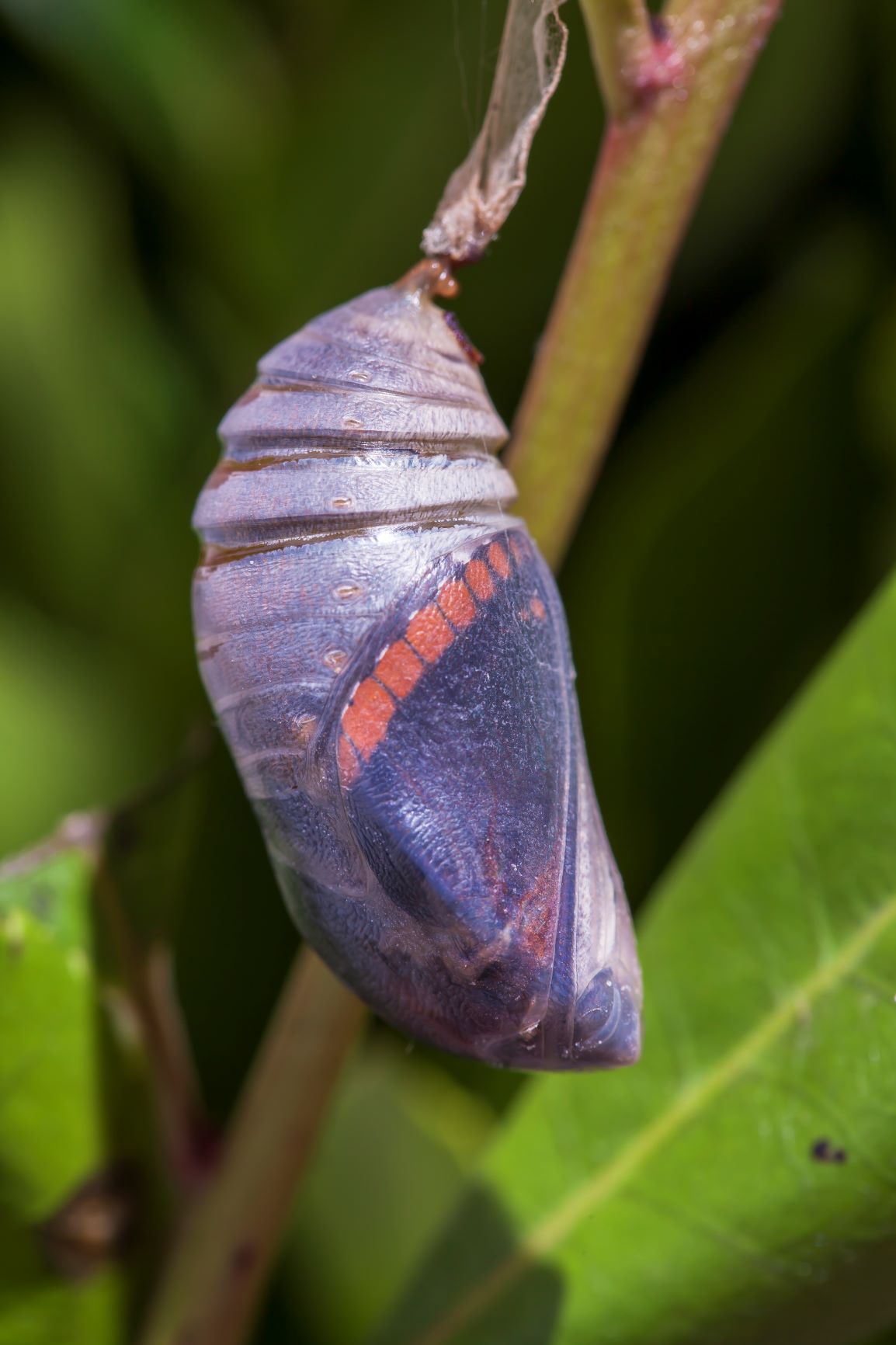 9. Kukla_pred_vyliahnutim_motyla-0177 - Časopis Quark