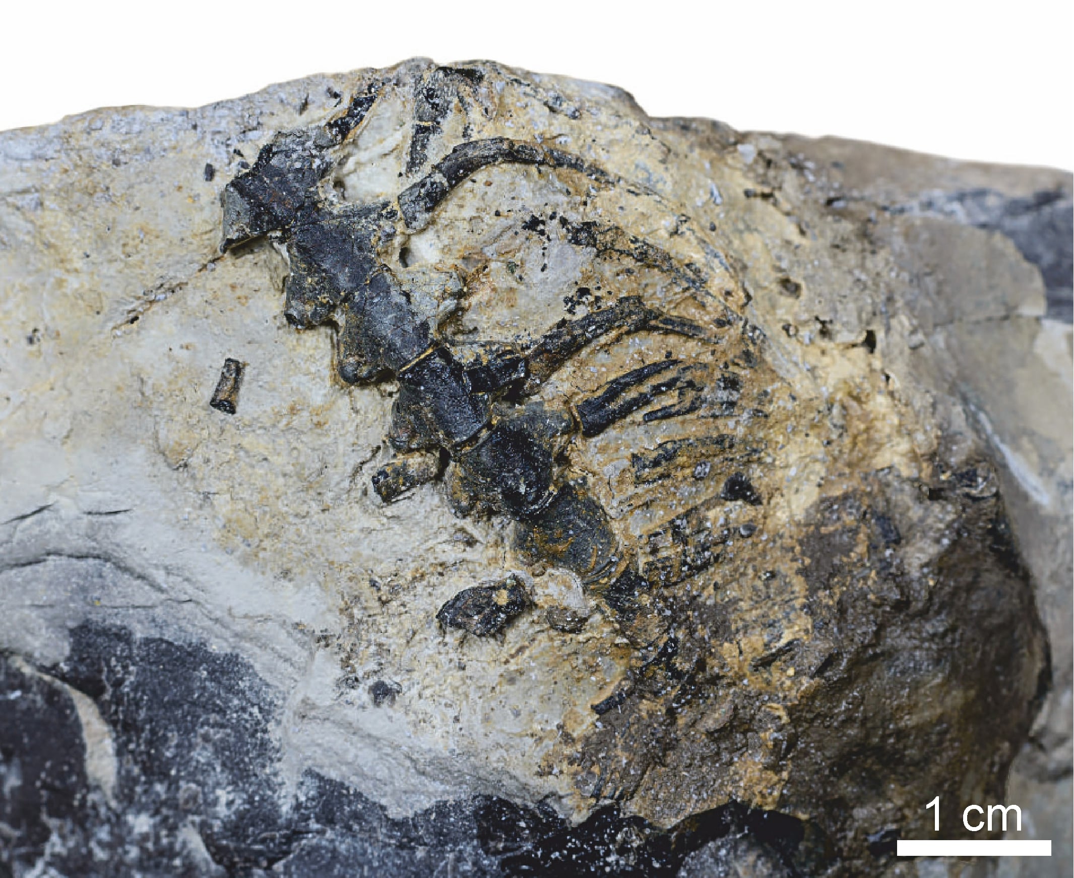 07_trias_Pachypleurosaurus - Časopis Quark