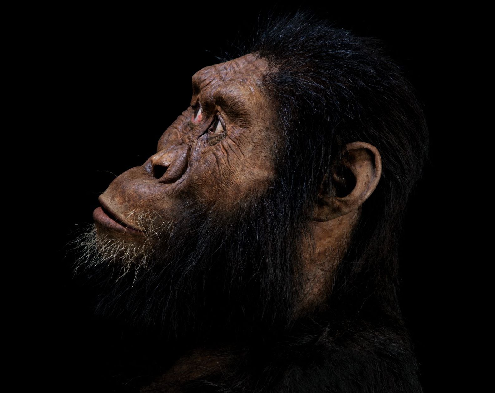 australopitek_jazerny_tvar6 - Časopis Quark