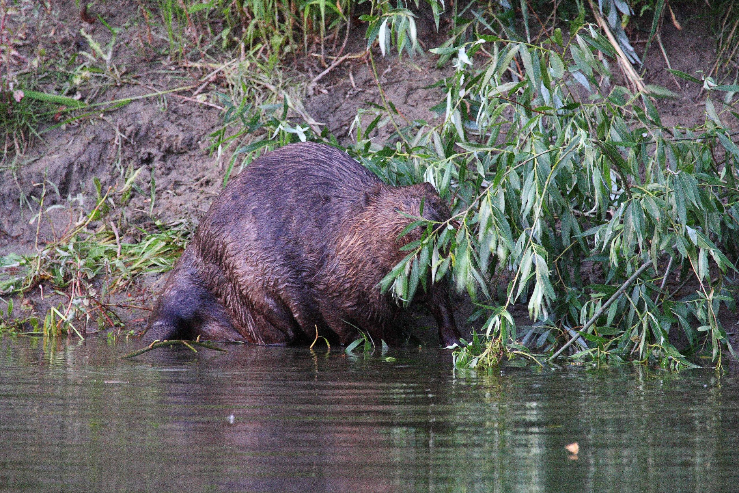 Ako sa bobor prinavrátil - Časopis Quark