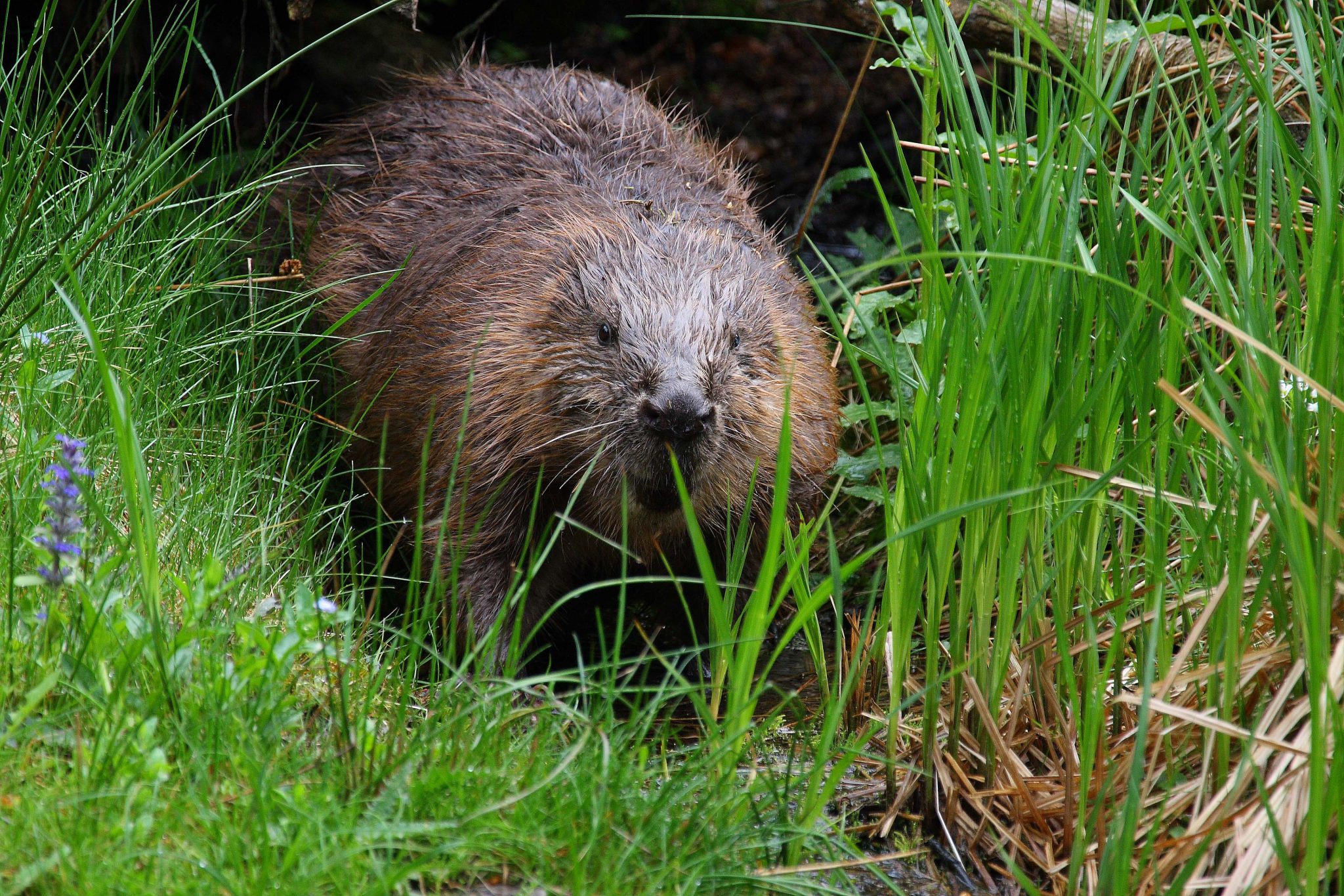 Ako sa bobor prinavrátil - Časopis Quark