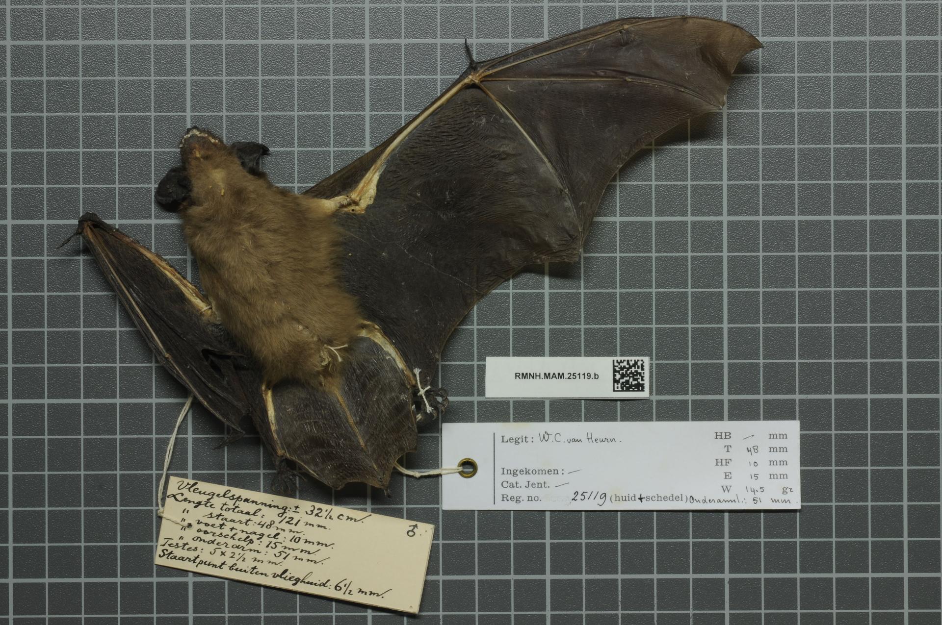 Eptesicus_serotinus_serotinus, foto Naturalis Biodiversity Center ...