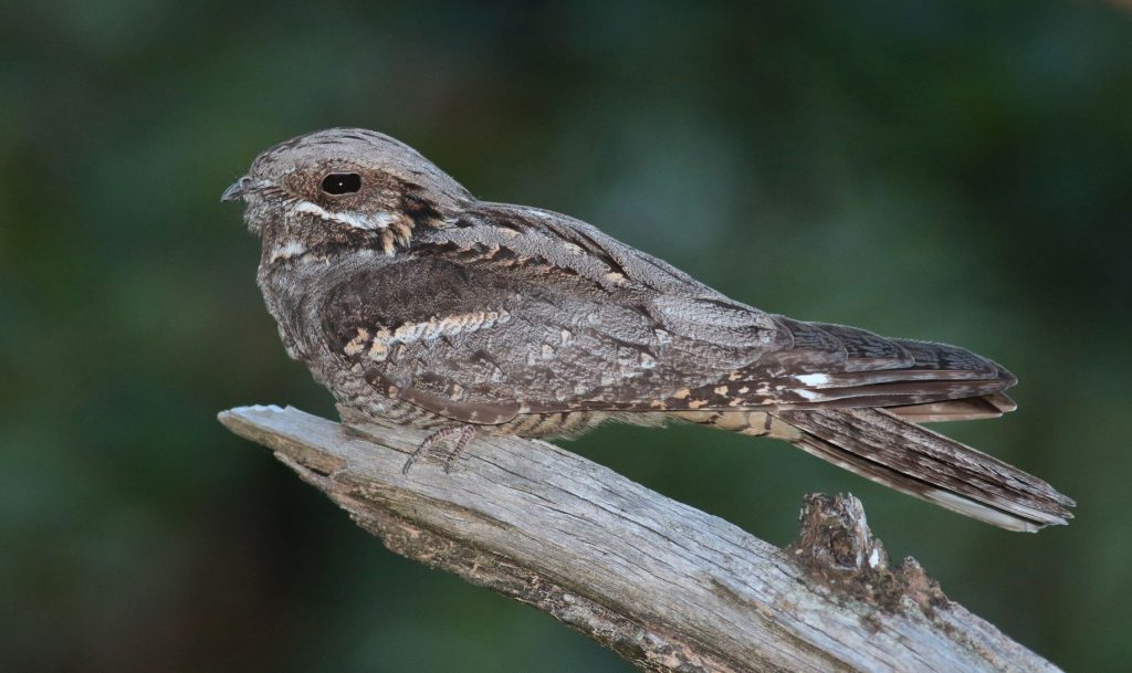 Tajomný nočný vták - Časopis Quark