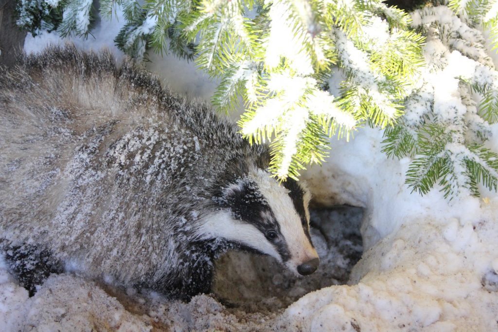 Zimné skrýše zvierat - Časopis Quark