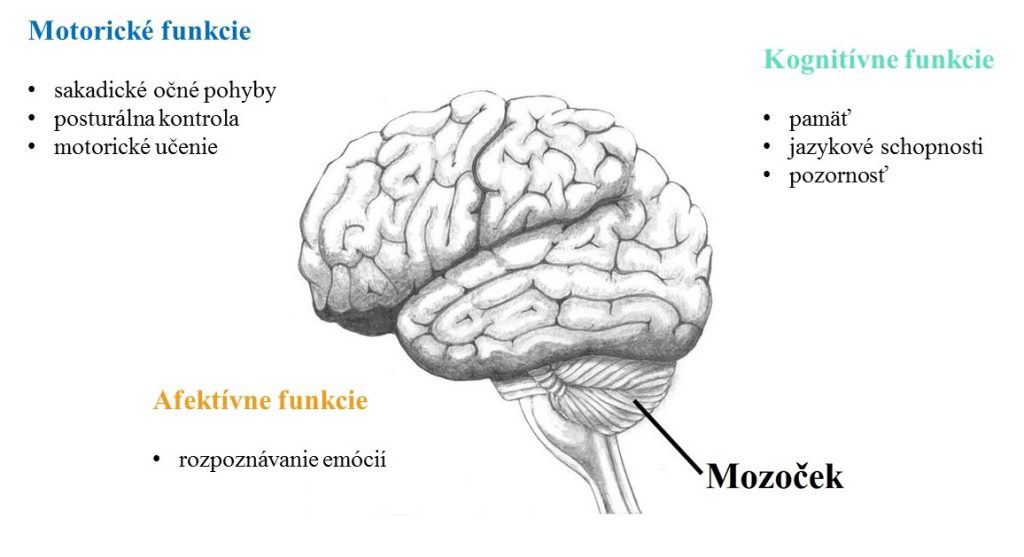 Multifunkčný mozoček - Časopis Quark