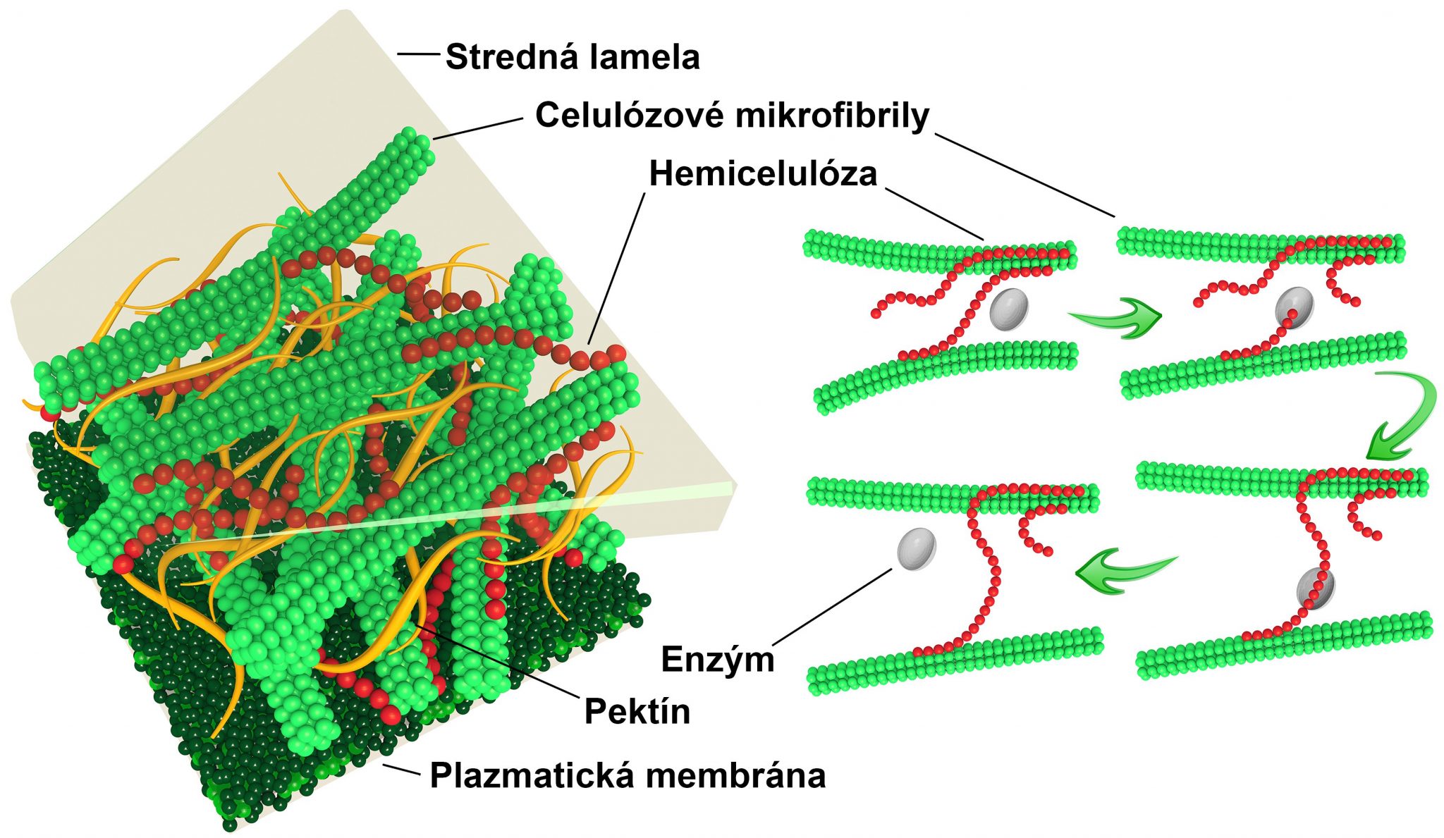 Prestavba rastlinnej bunkovej steny - Časopis Quark