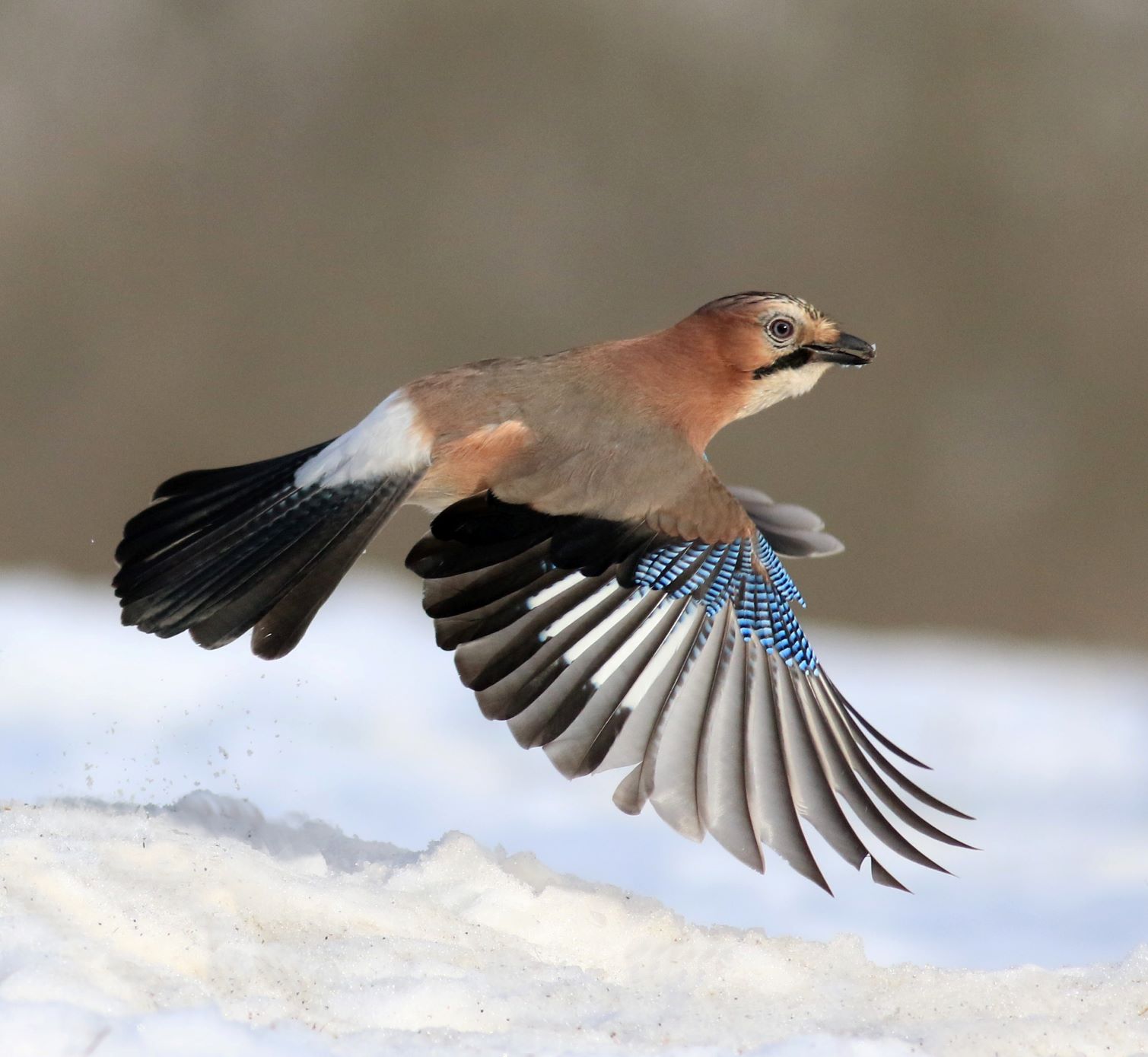 Strážca lesa - Časopis Quark