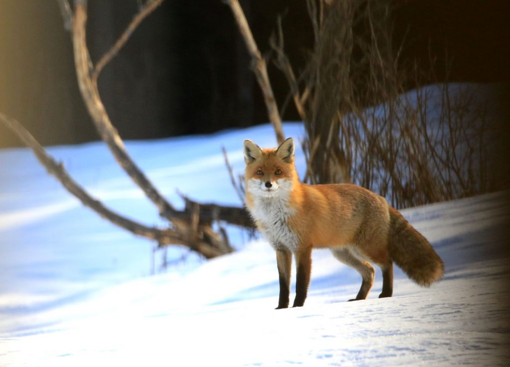 Kde líšky dávajú dobrú noc... - Časopis Quark