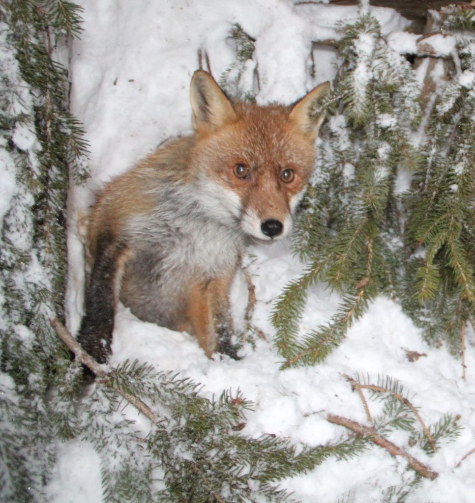 Kde líšky dávajú dobrú noc... - Časopis Quark