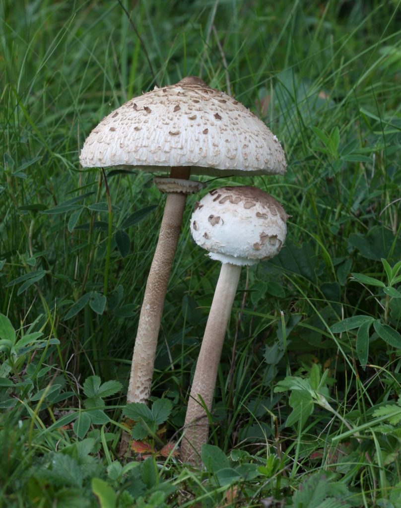 Pozor na červenajúce bedle a bedličky - Časopis Quark