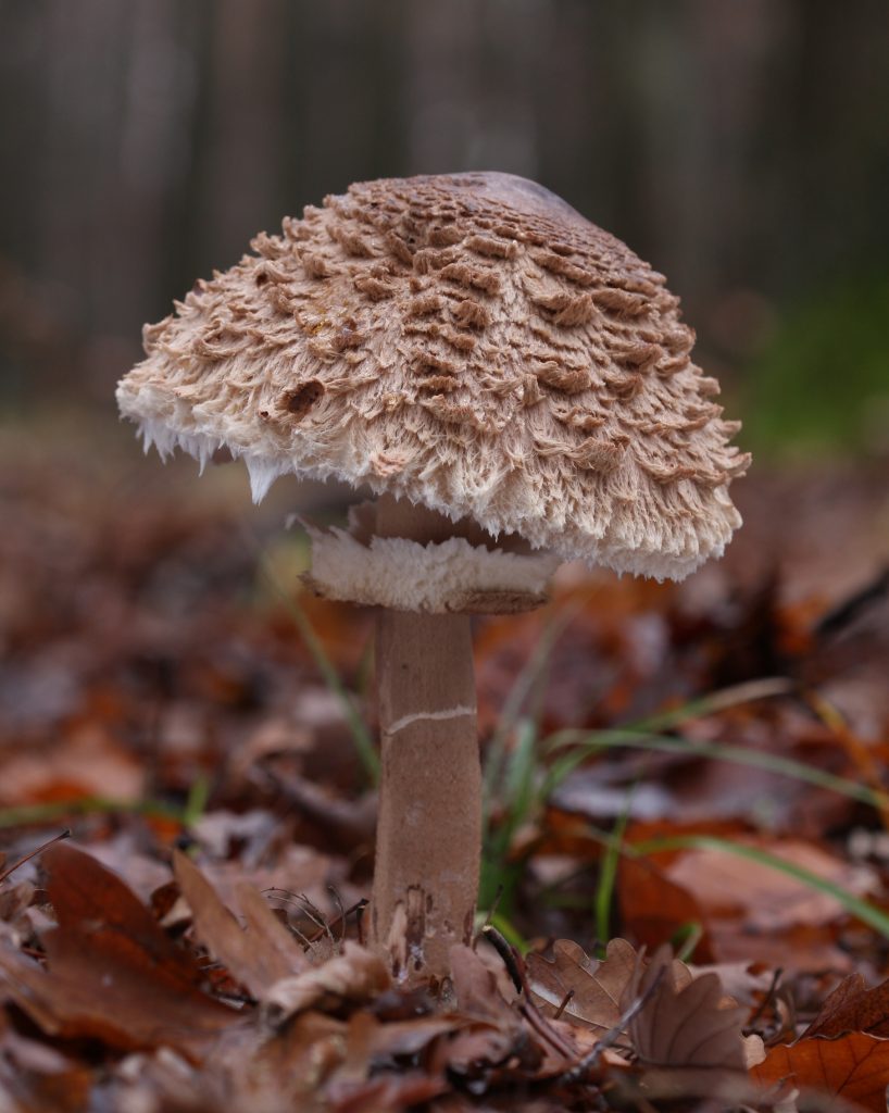 Pozor na červenajúce bedle a bedličky - Časopis Quark
