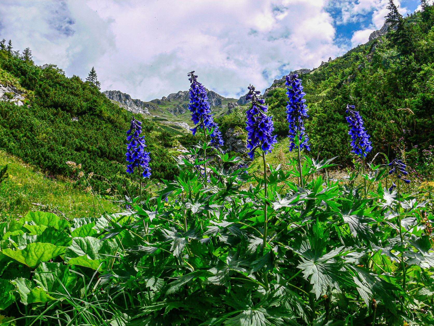 7a. straconozka vysoka - Časopis Quark