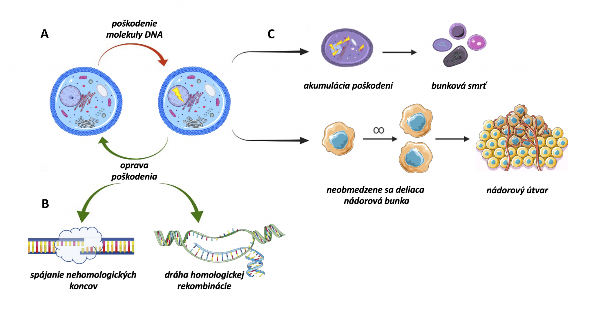 Zapínanie a vypínanie génov - Časopis Quark