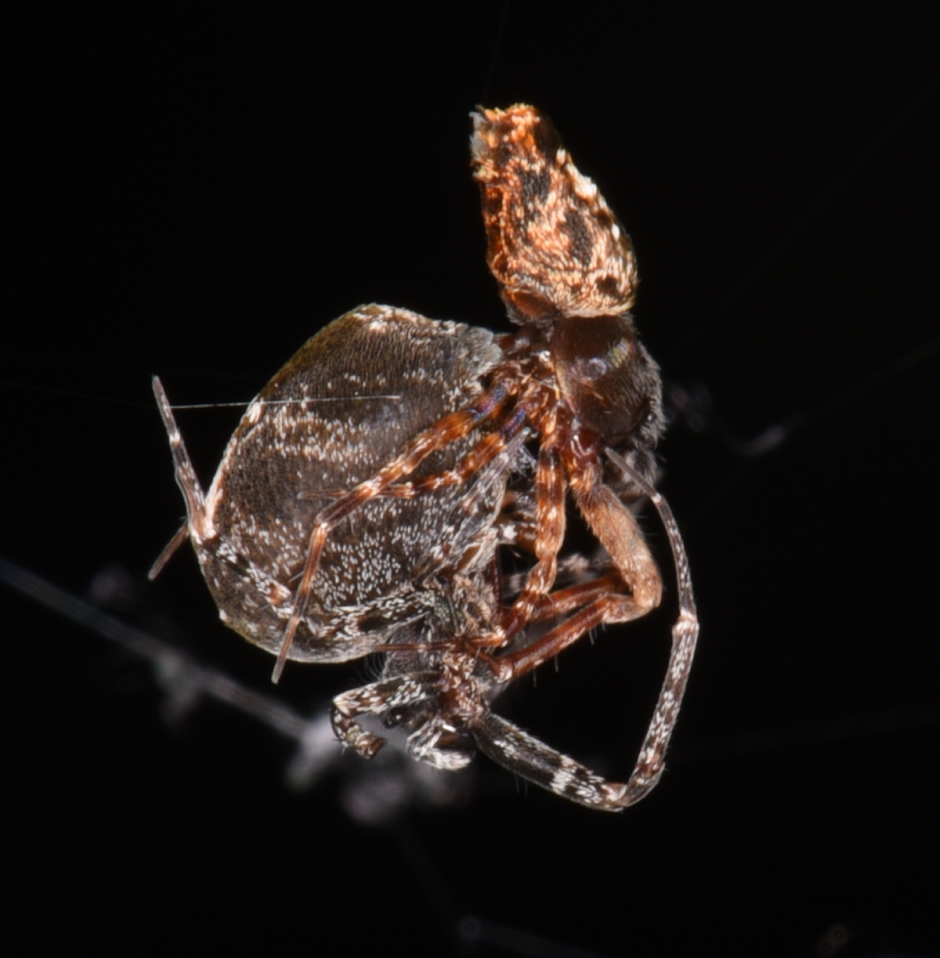 Pavúčí skokani - Časopis Quark