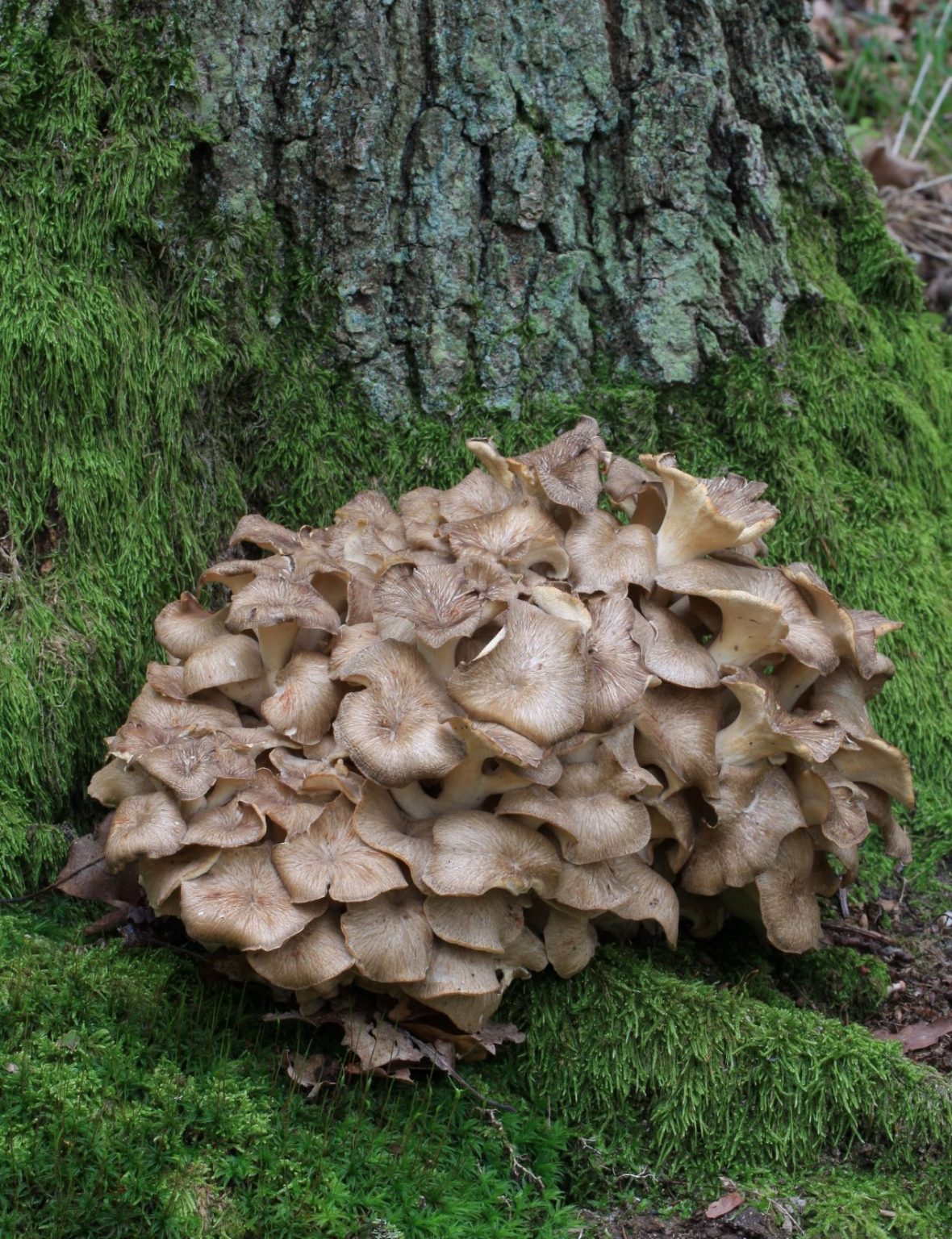 8. Trúdnik klobúčkatý - Časopis Quark