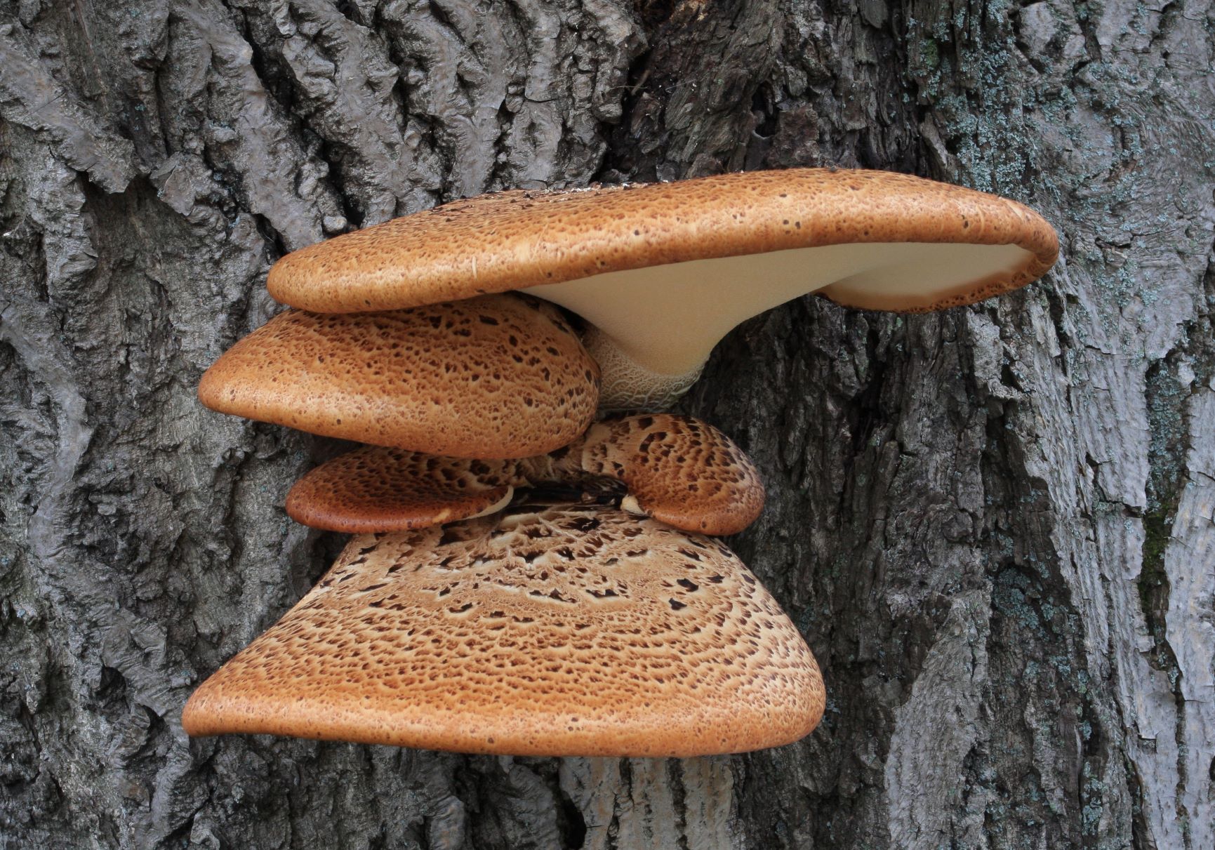 9. Trúdnik šupinatý - Časopis Quark