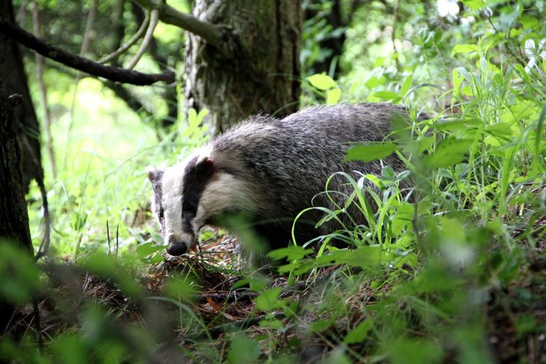 Pri jazvečích dierach - Časopis Quark