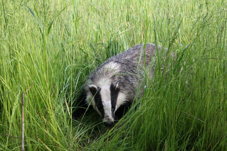 Pri jazvečích dierach - Časopis Quark